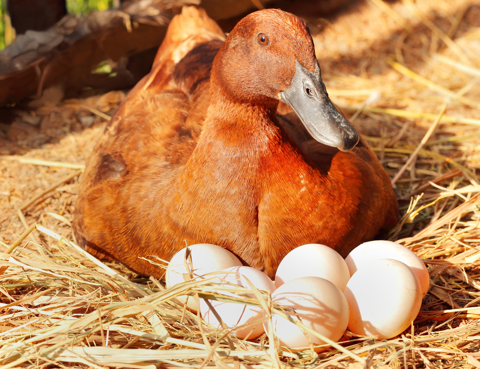 How To Raise Ducks In Your Backyard Backyard Poultry How To Raise Ducks In Your Backyard Backyard Poultry